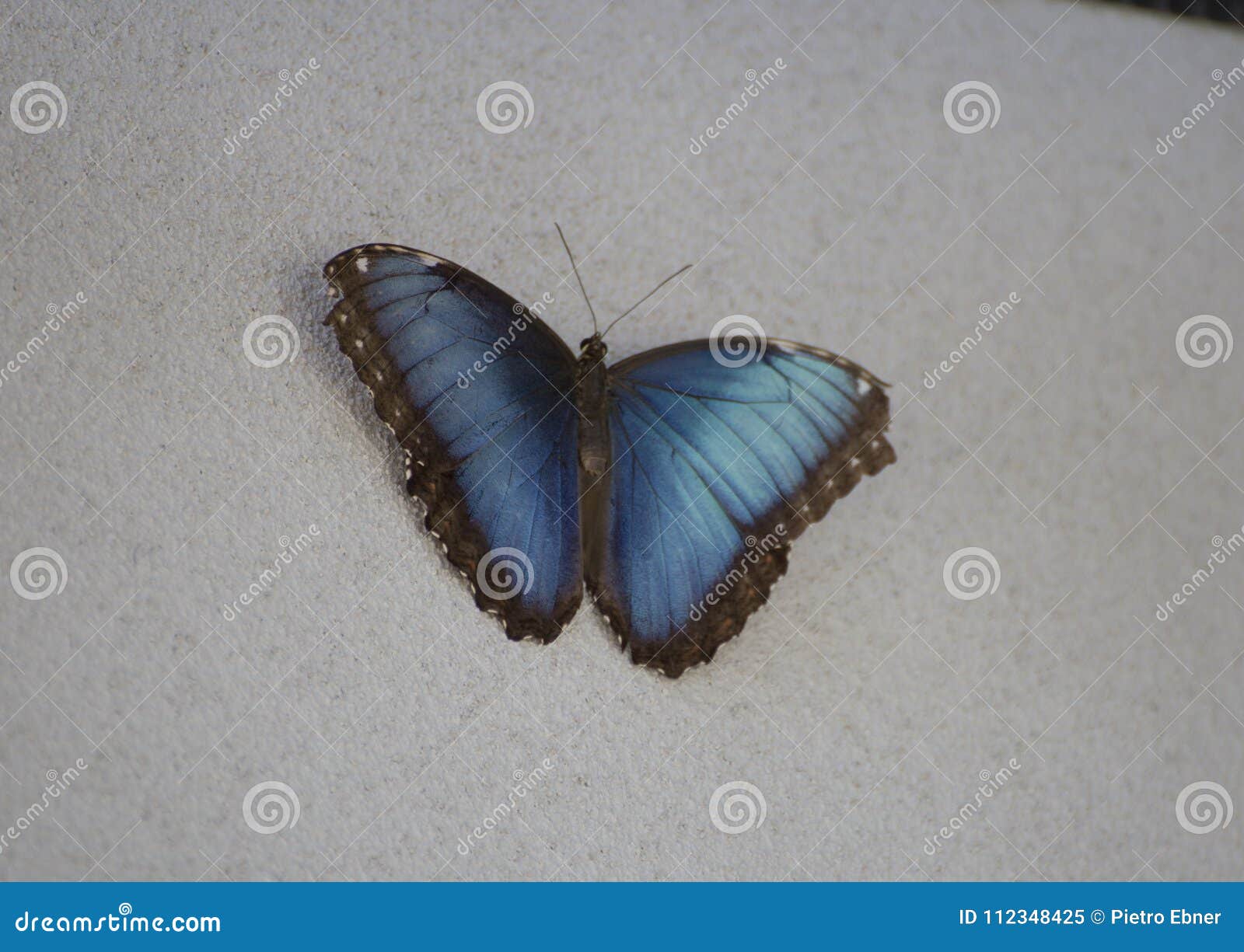Common Blue Morpho Butterfly Stock Image - Image of common, peleides ...