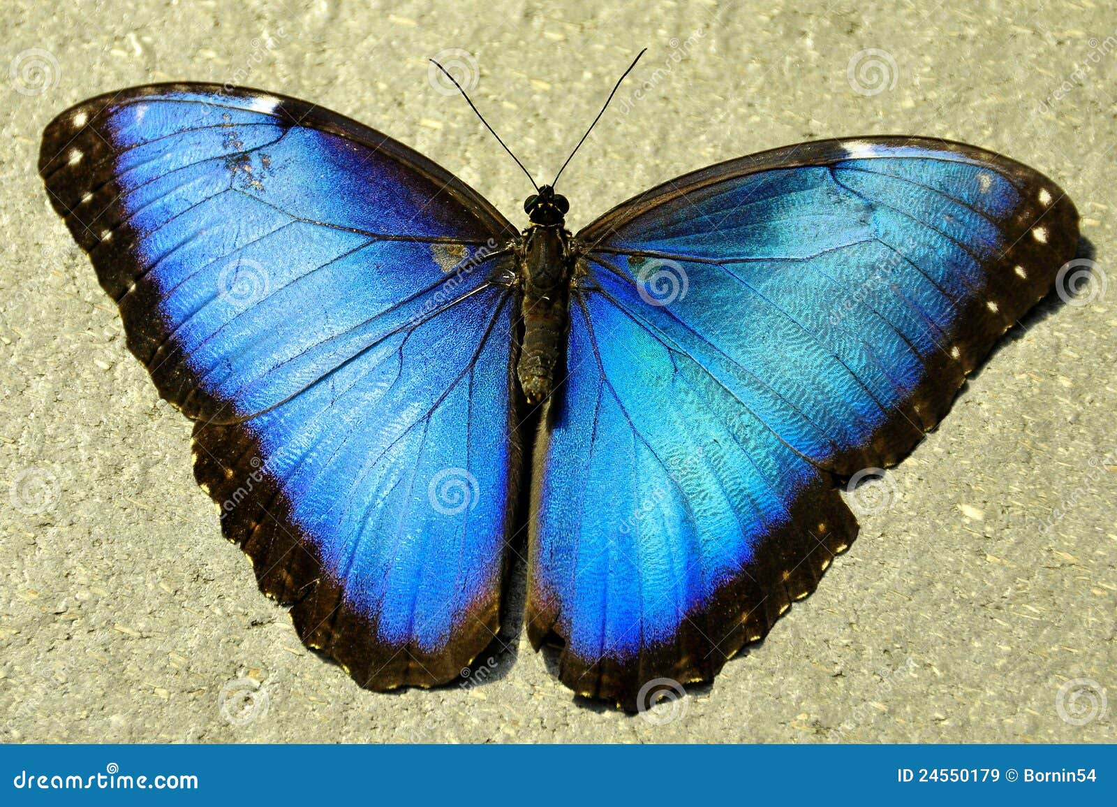 Common Blue Morpno Butterfly,Morpho Peleides Stock Image - Image of ...
