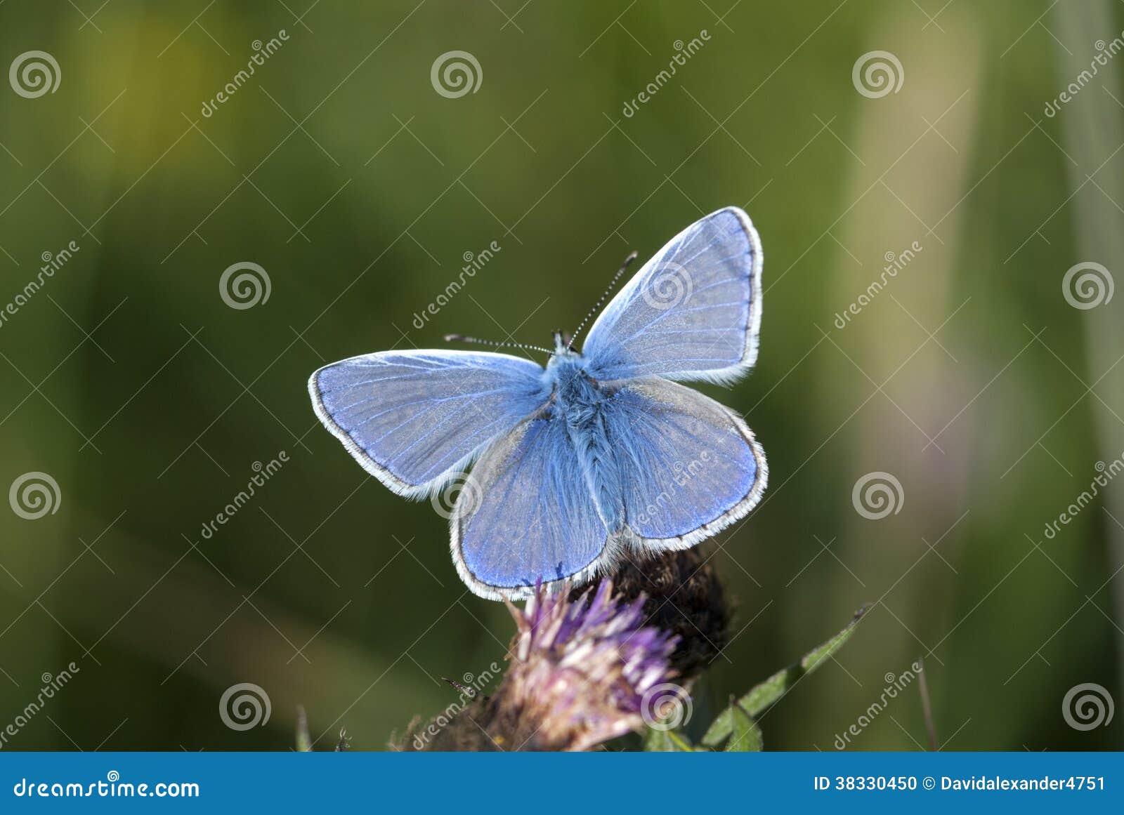 Common Blue, Polyommatus Icarus Stock Photo - Image of resting, closeup ...
