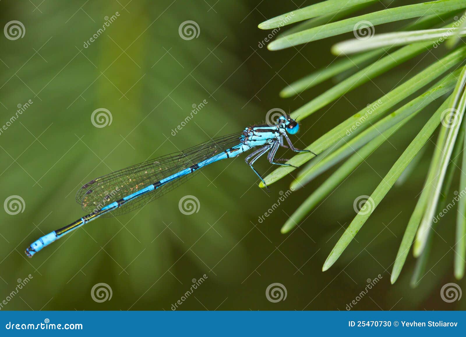 Common Blue-tailed Damselfly Stock Photo - Image of macro, tailed: 25470730