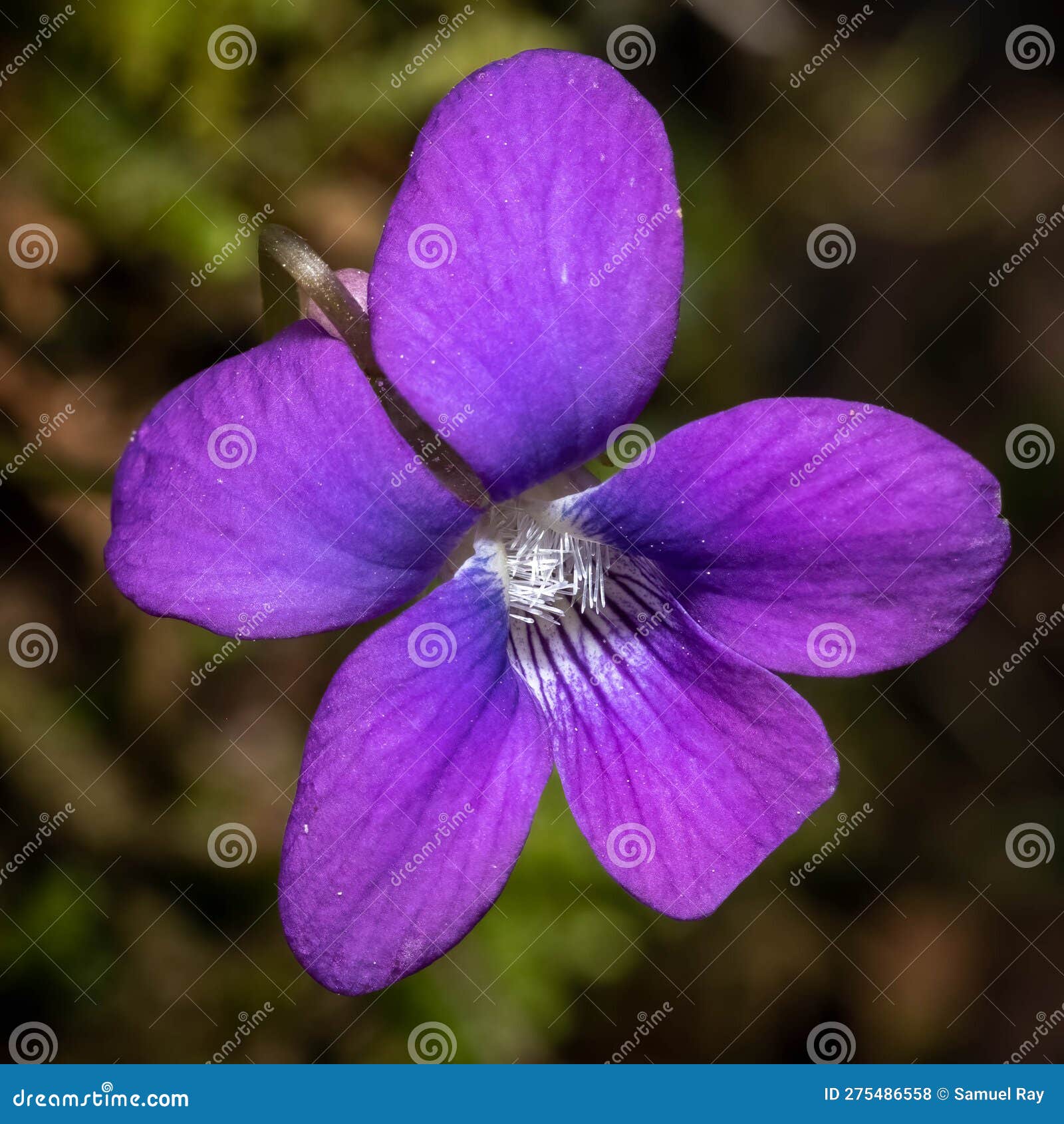 A Common Blue Violet Bloom. Stock Photo - Image of triangle, viola ...