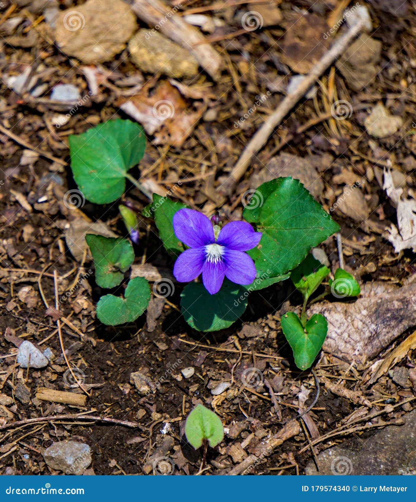 Common Blue Violet stock photo. Image of damp, bloom - 179574340