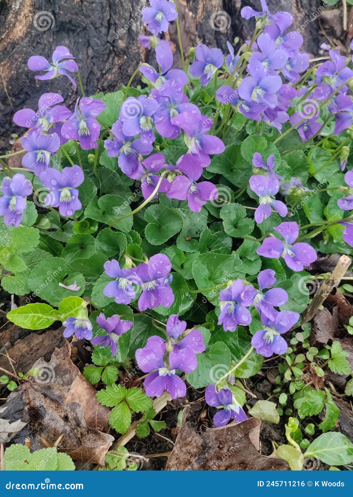 Common Blue Violets on Forest Floor Stock Photo - Image of violets ...