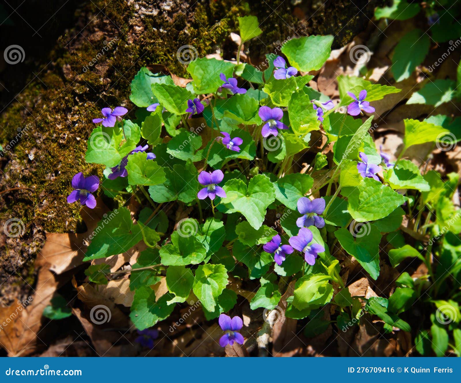 Common Blue Violets Spring Wildflower Stock Photo - Image of wildflower ...