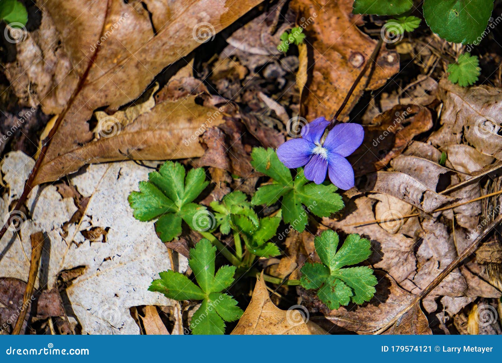 Common Blue Violets, Viola Sororia Stock Image - Image of green ...