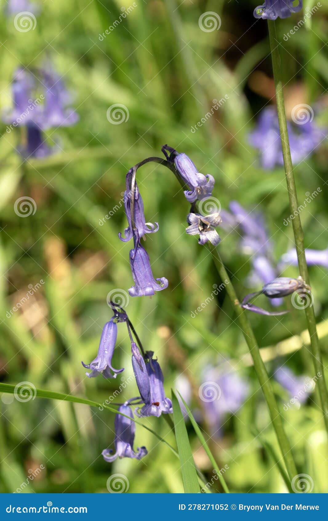 Common Bluebell Hyacinthoides Non Scripta Flower Royalty-Free Stock ...