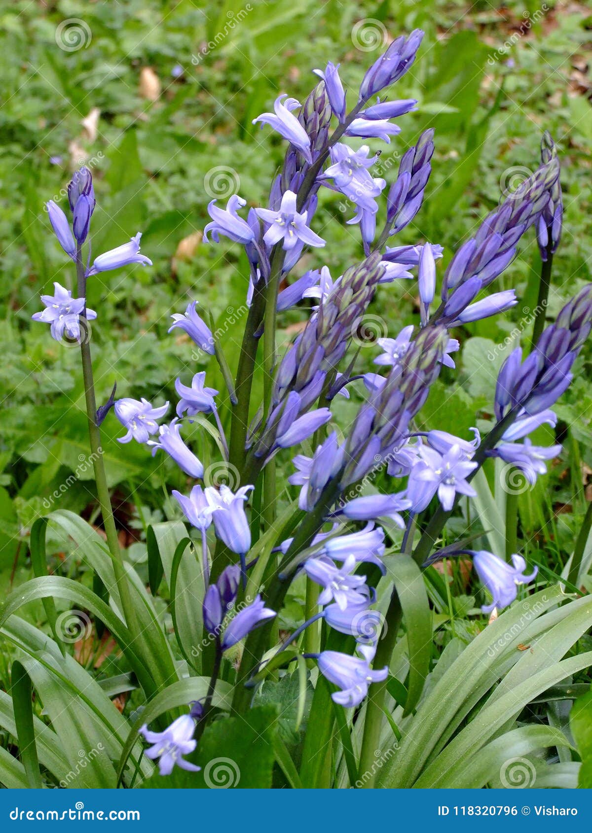 Common Bluebell stock photo. Image of woodland, hyacinthoides - 118320796