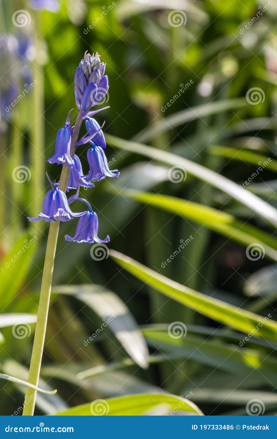 Common Bluebell Flower in Bloom with Blurred Background and Copy Space ...