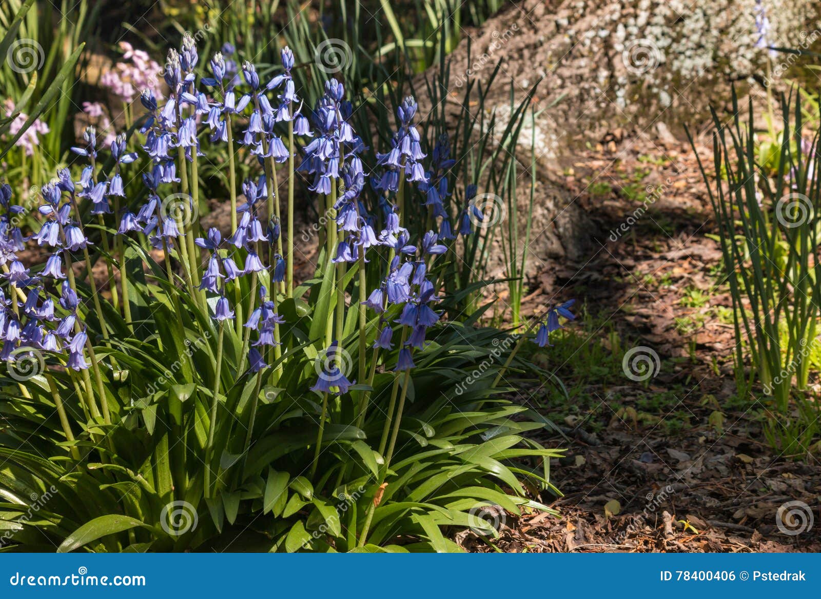Common Bluebell Flowers with Tree Trunk Stock Photo - Image of trunk ...