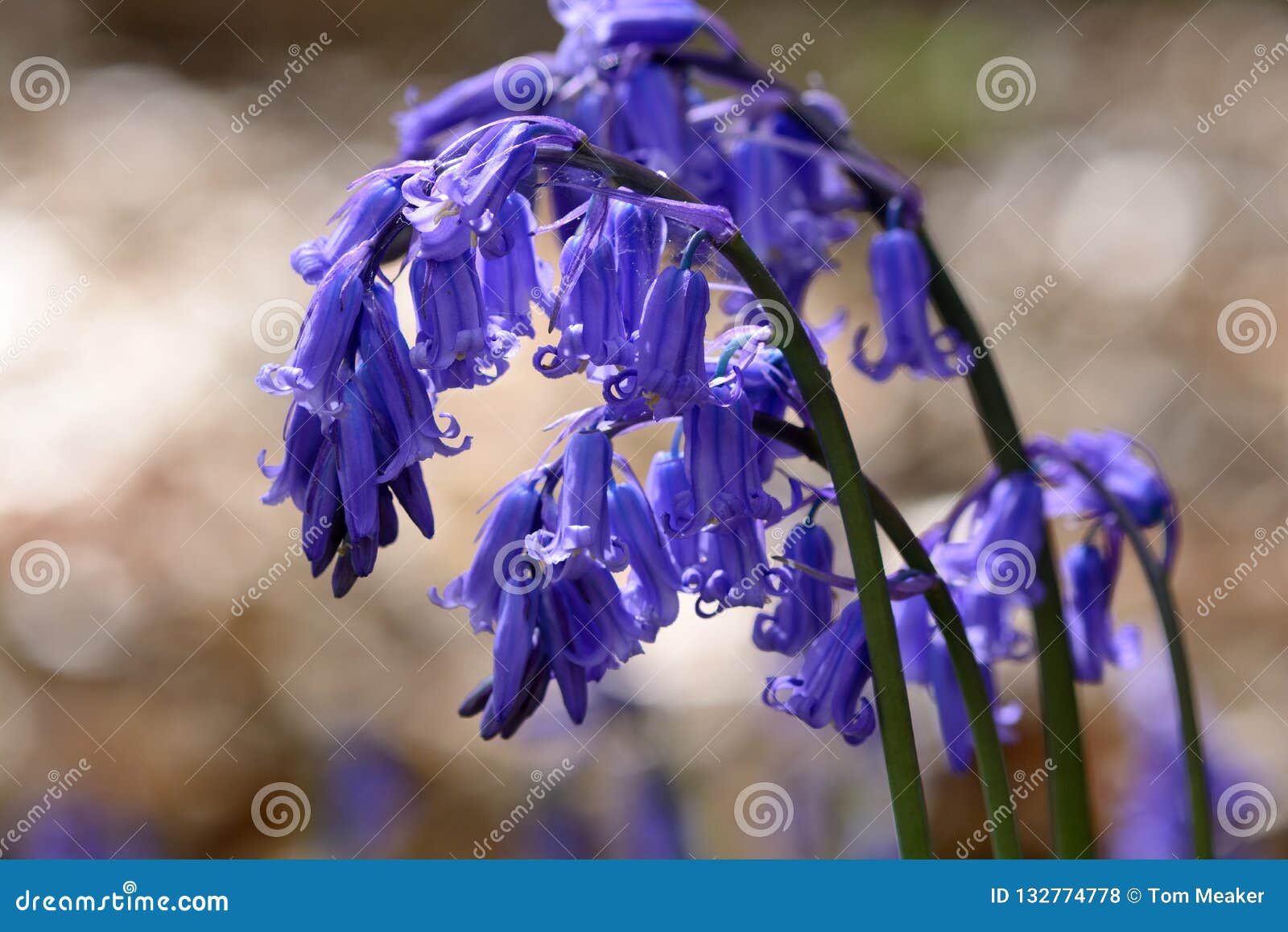 Common Bluebell Hyacinthoides Non Scripta Stock Photo - Image of nature ...