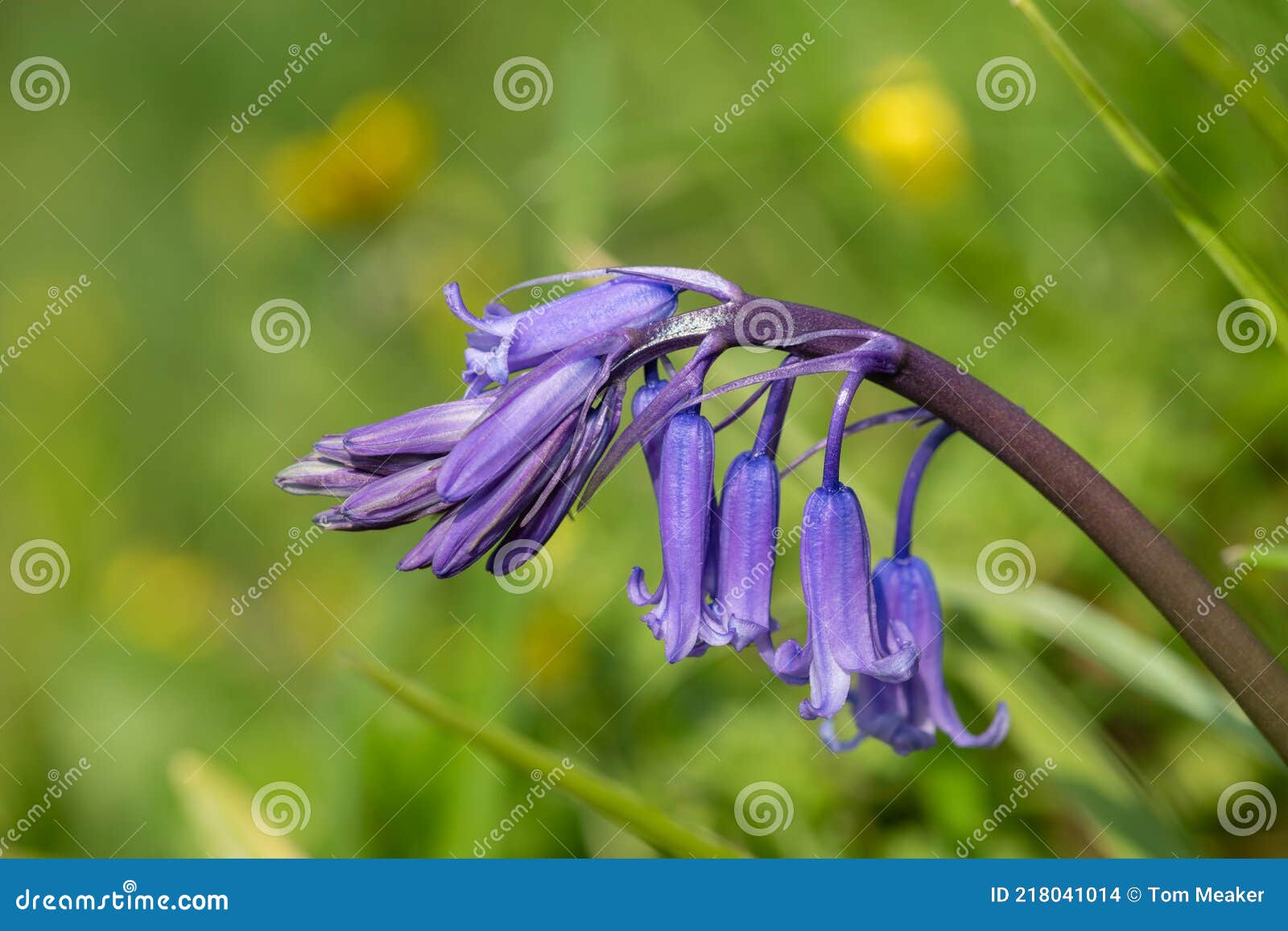 Common Bluebell Hyacinthoides Non Scripta Flower Stock Photo - Image of ...