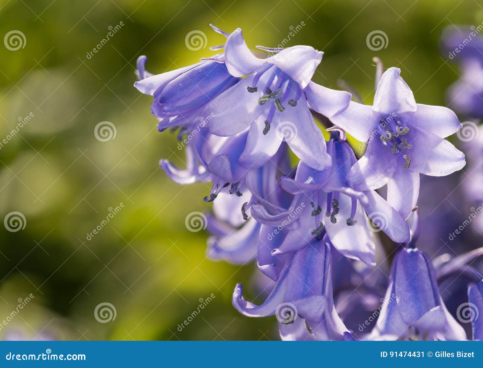 Common Bluebell stock image. Image of bell, decorative - 91474431