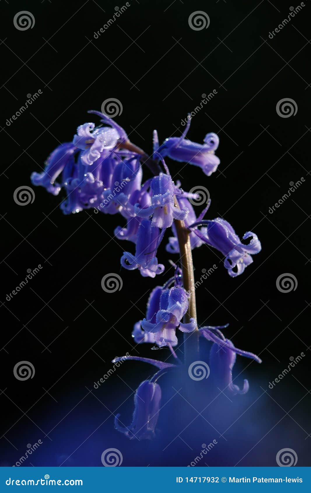 Common Bluebell Portrait Stock Photos - Free & Royalty-Free Stock ...