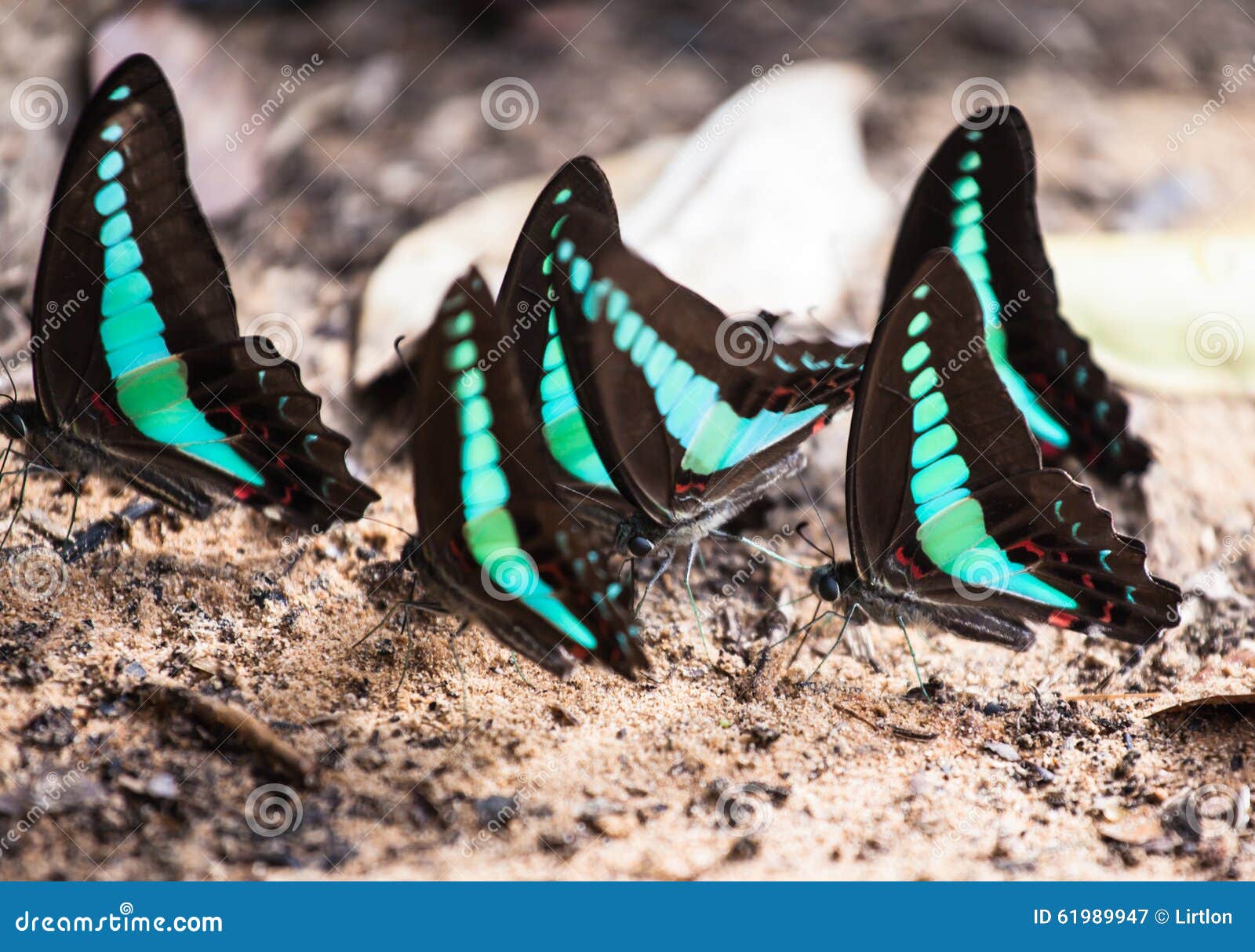 Common Bluebottle Royalty-Free Stock Photography | CartoonDealer.com ...