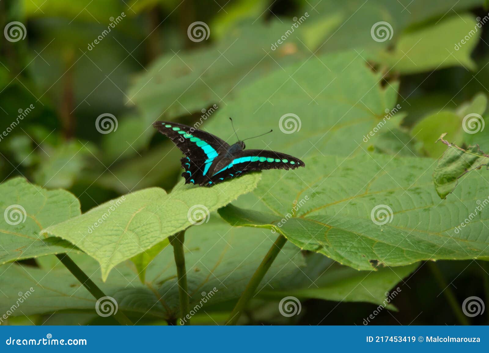 Common Bluebottle Butterfly Resting on a Large Leaf Stock Image - Image ...
