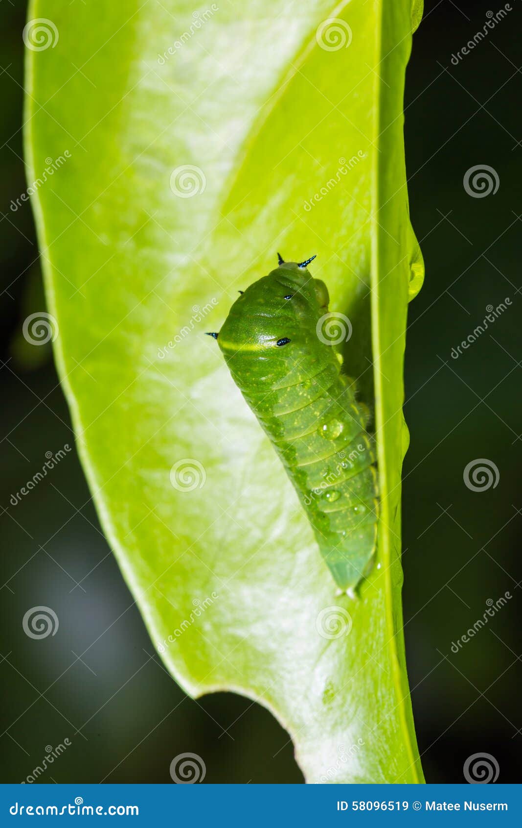 Common Bluebottle Caterpillar Stock Image - Image of critter, macro ...