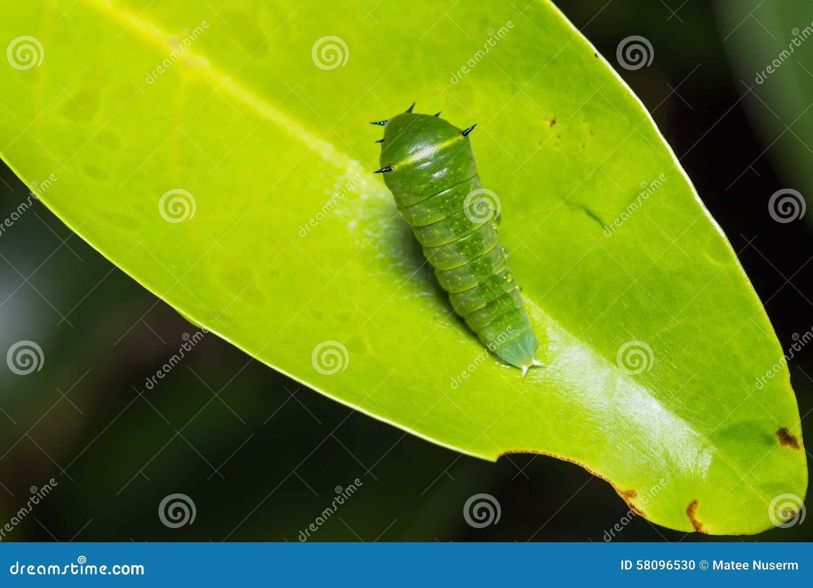 Common Bluebottle Caterpillar Stock Photo - Image of critter, fauna ...