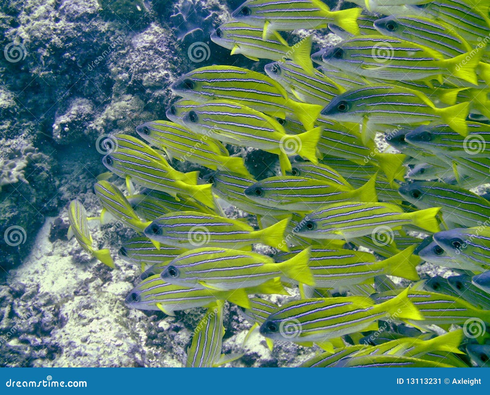 Common bluestripe snapper stock image. Image of lutjanus - 13113231