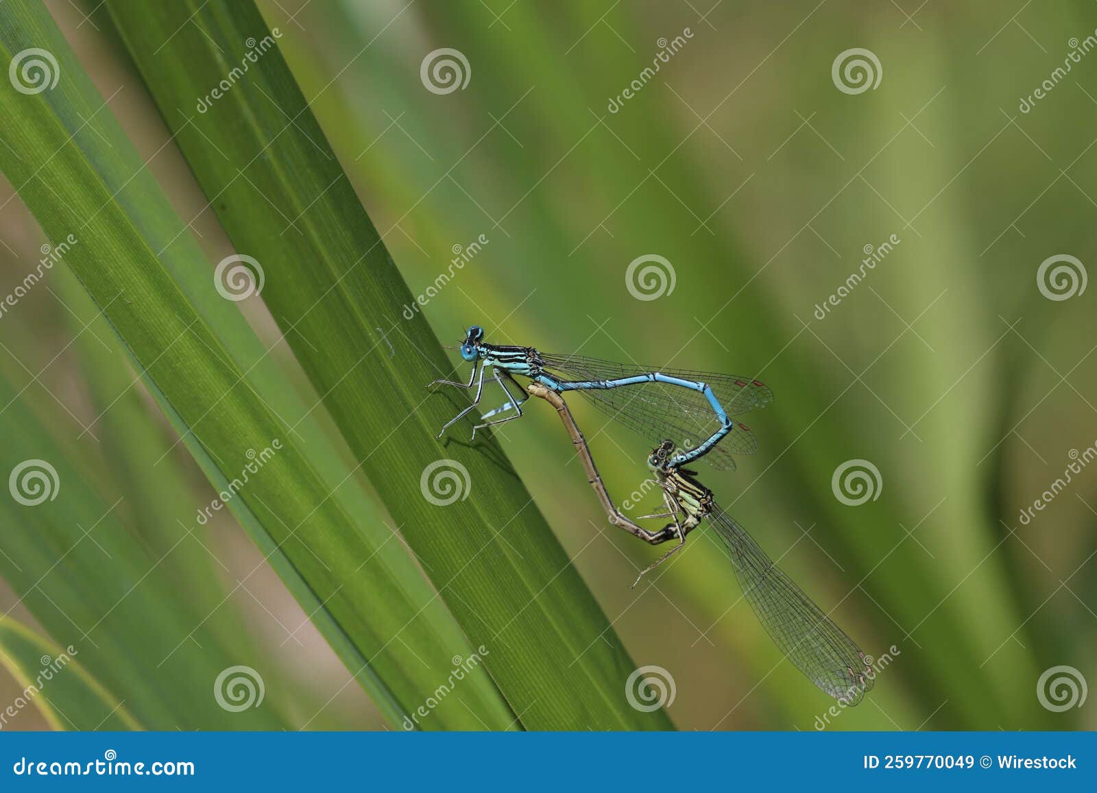 Common Bluet Common or Blue Damselfly Enallagma Cyathigerum Mating ...