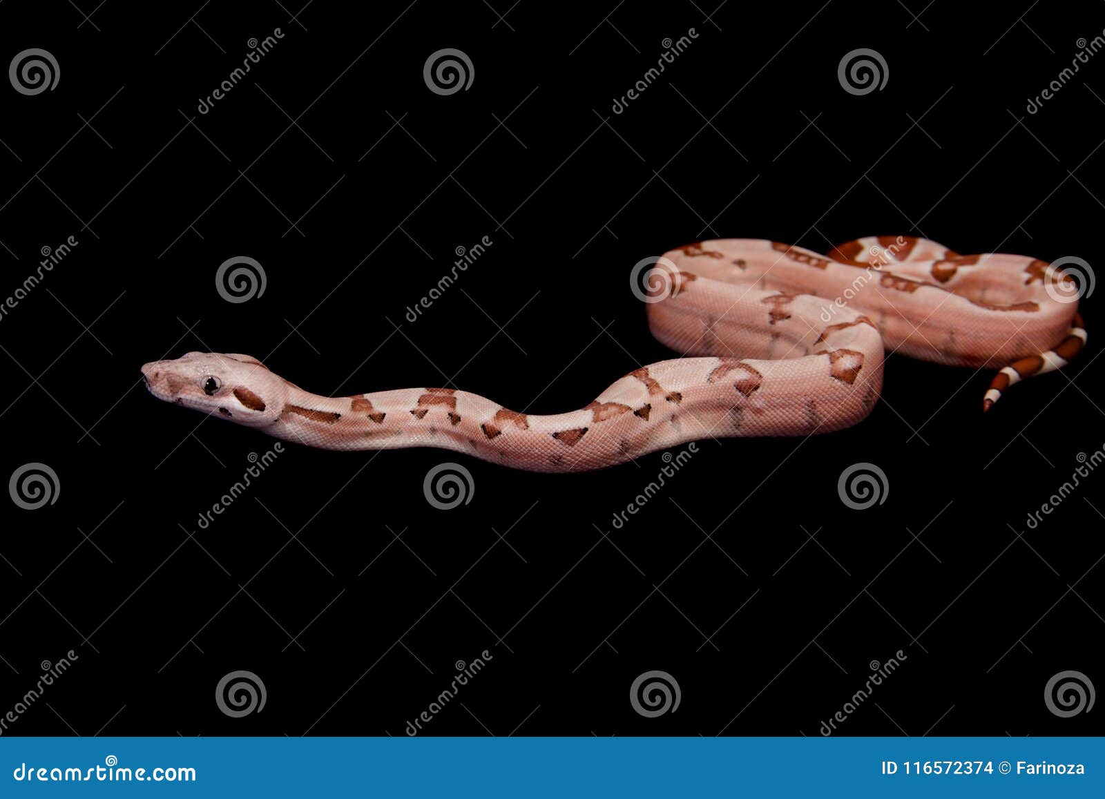 The Common Boa on Black Background Stock Photo - Image of grey, common ...