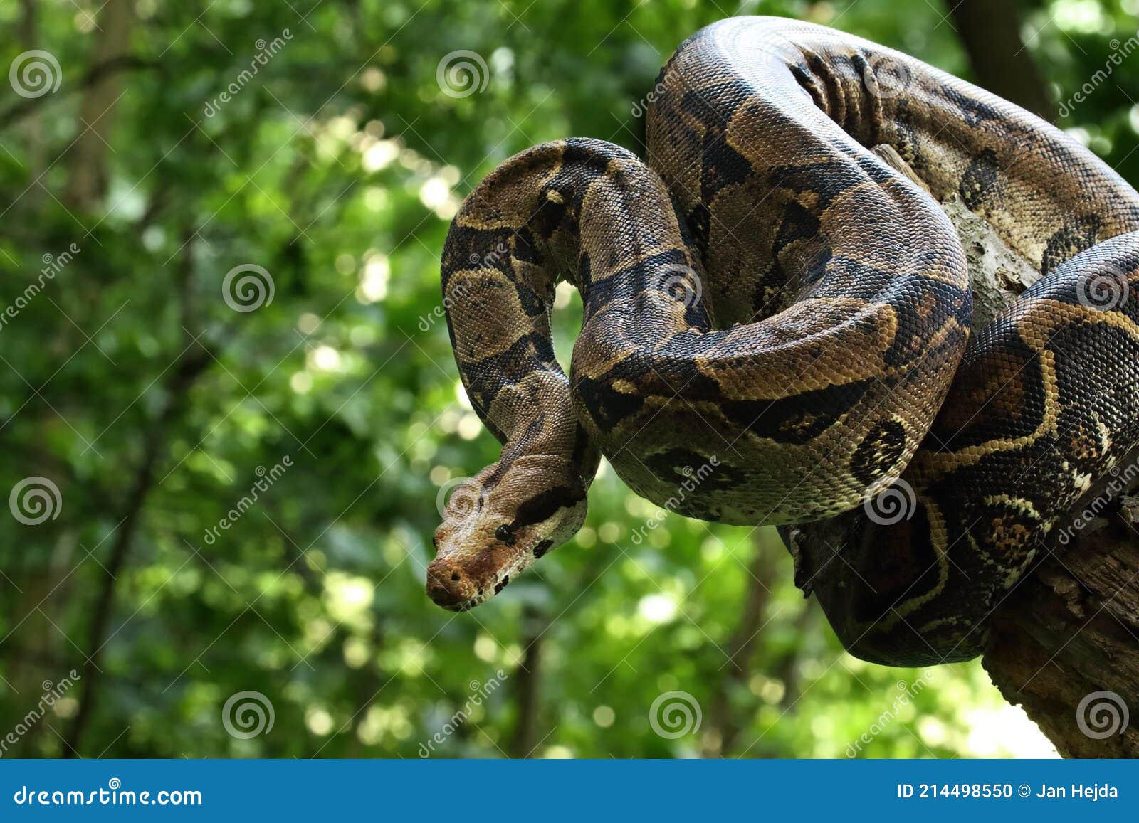 The Common Boa Boa Constrictor on the Branch in Green Forest Stock ...
