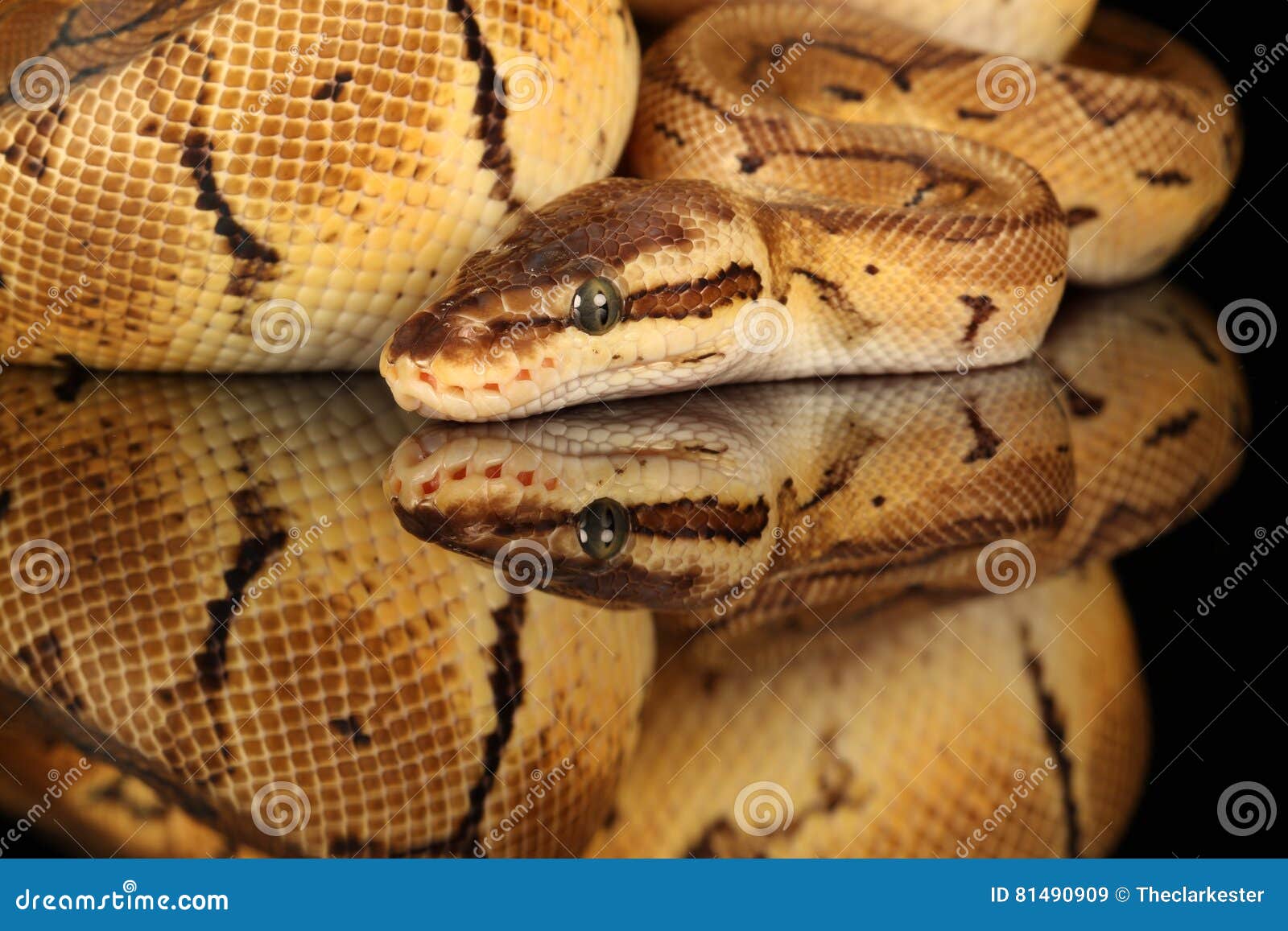 Common Boa Constrictor - Studio Photograph Stock Image - Image of ...