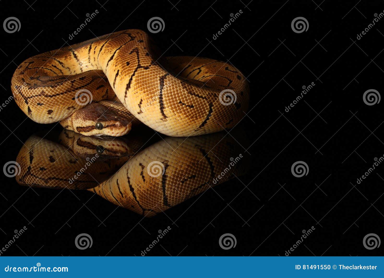 Common Boa Constrictor - Studio Photograph Stock Photo - Image of ...