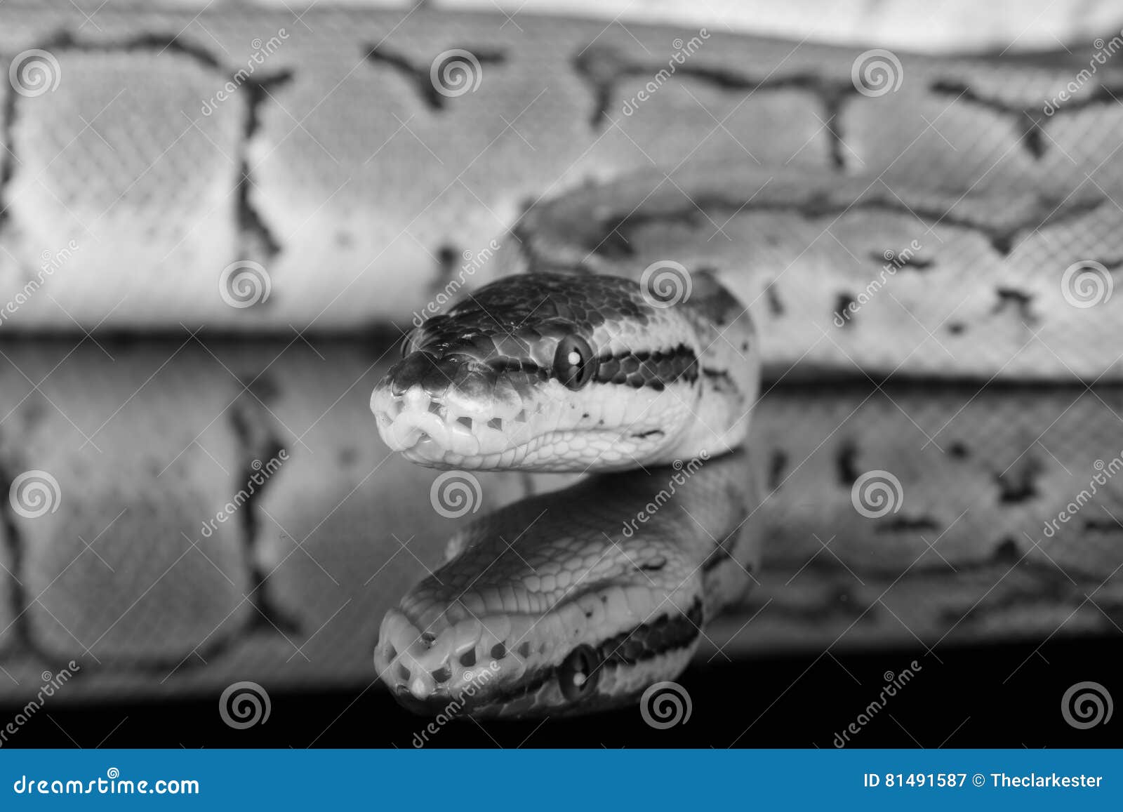 Common Boa Constrictor - Studio Photograph Stock Image - Image of ...