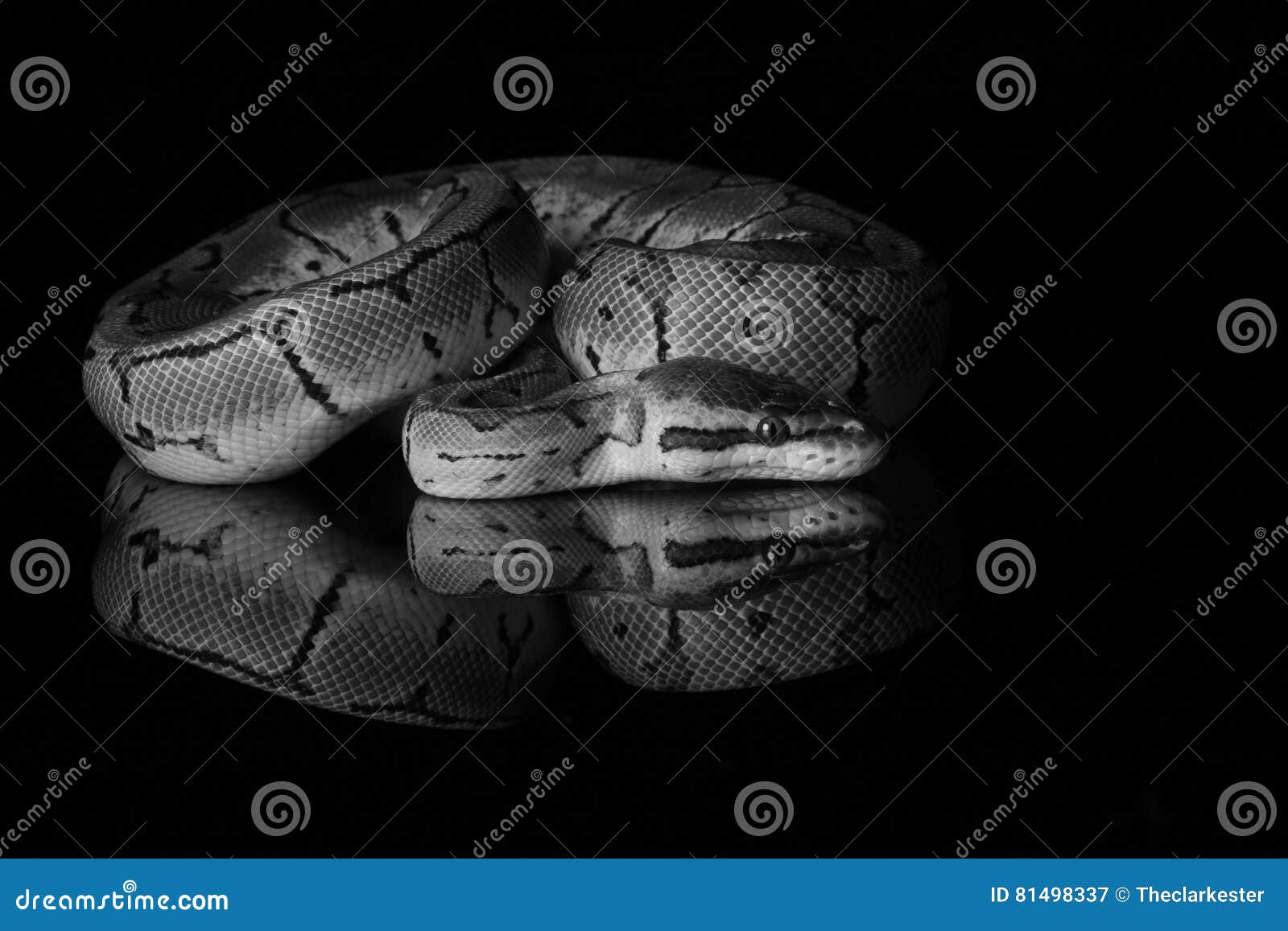 Common Boa Constrictor - Studio Photograph Stock Image - Image of ...