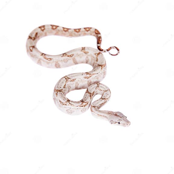 The Common Boa on White Background Stock Photo - Image of imperator ...