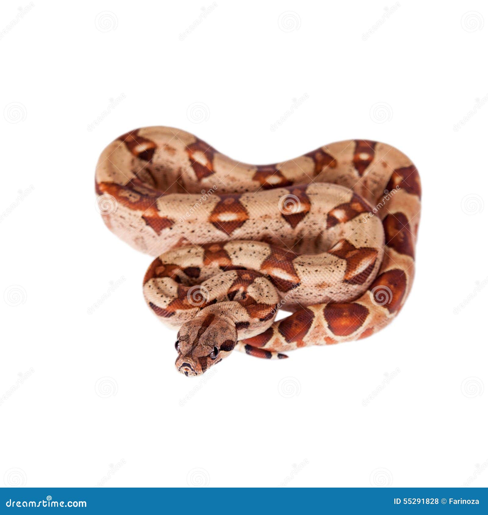 The Common Boa on White Background Stock Photo - Image of common, front ...