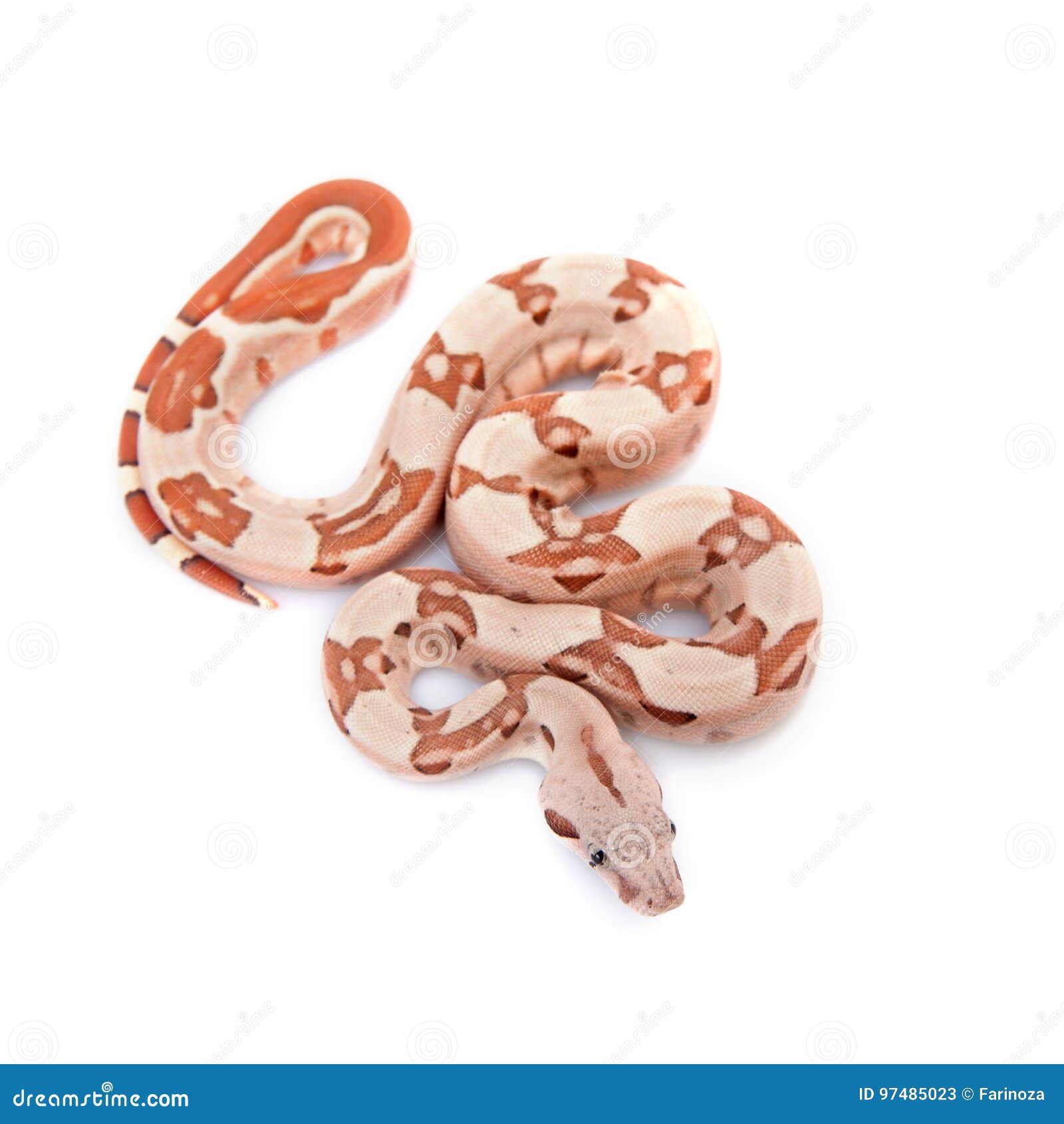 The Common Boa on White Background Stock Image - Image of pattern, grey ...