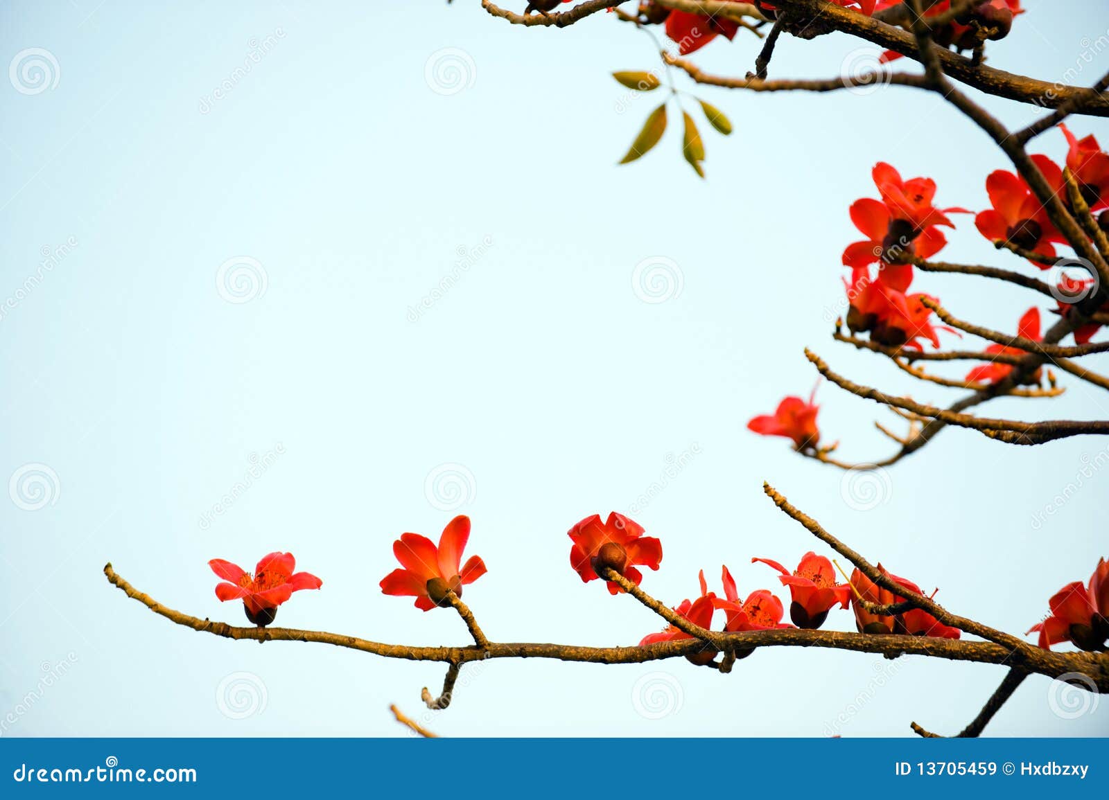 Common bombax flowers stock image. Image of full, branch - 13705459