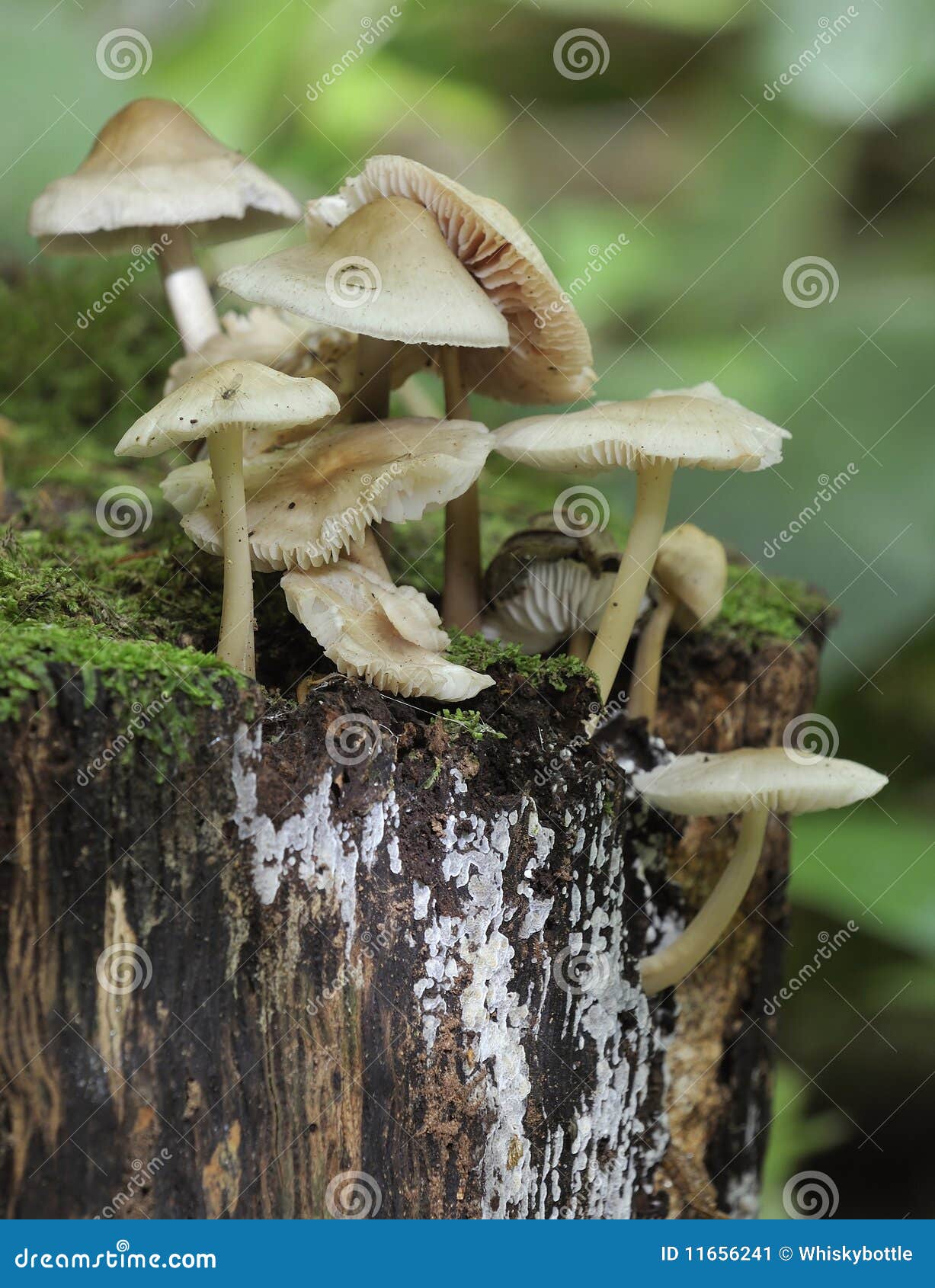 7,327 Common Fungi Stock Photos - Free & Royalty-Free Stock Photos from ...