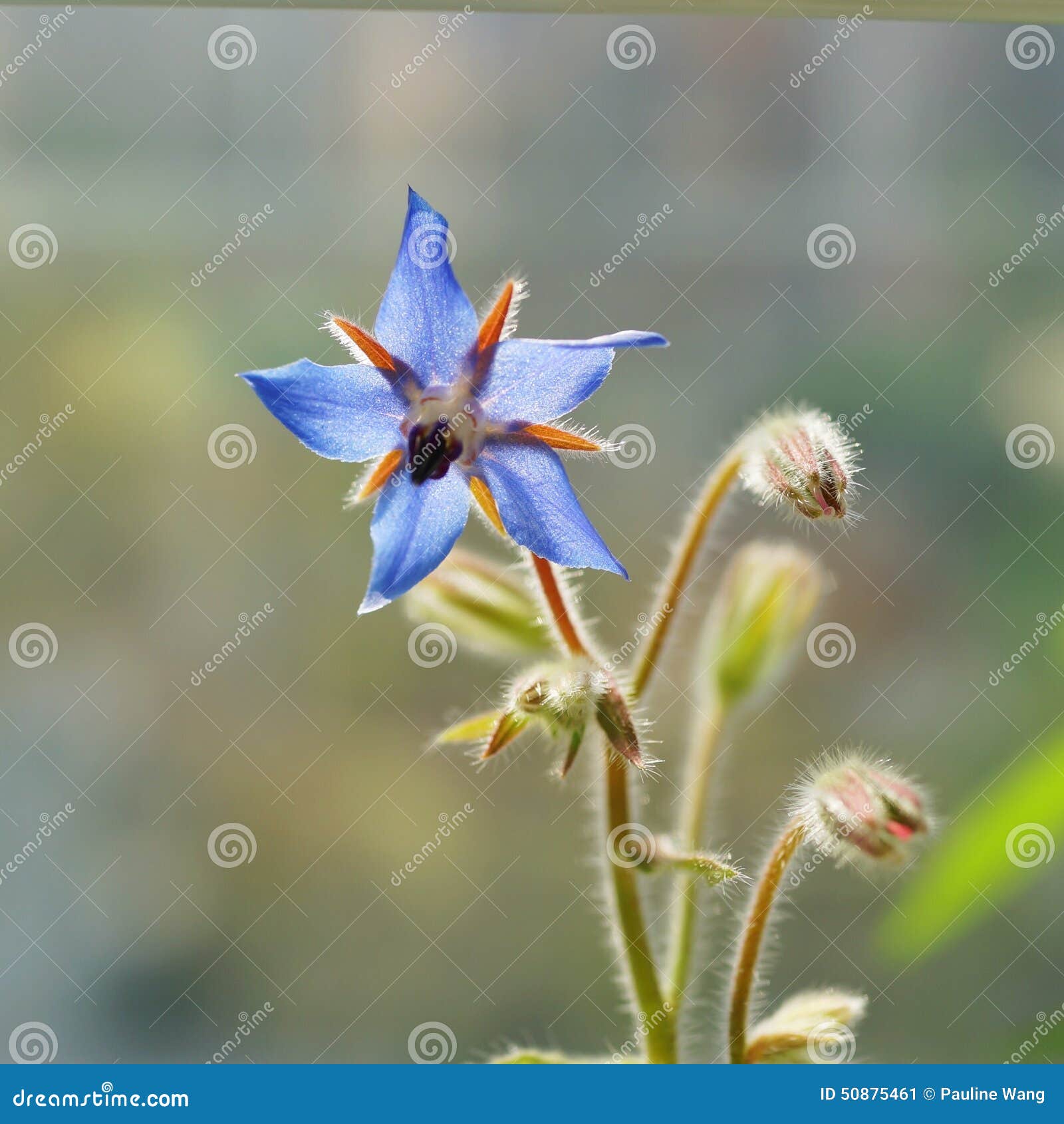 Common borage stock image. Image of flower, bloom, borage - 50875461