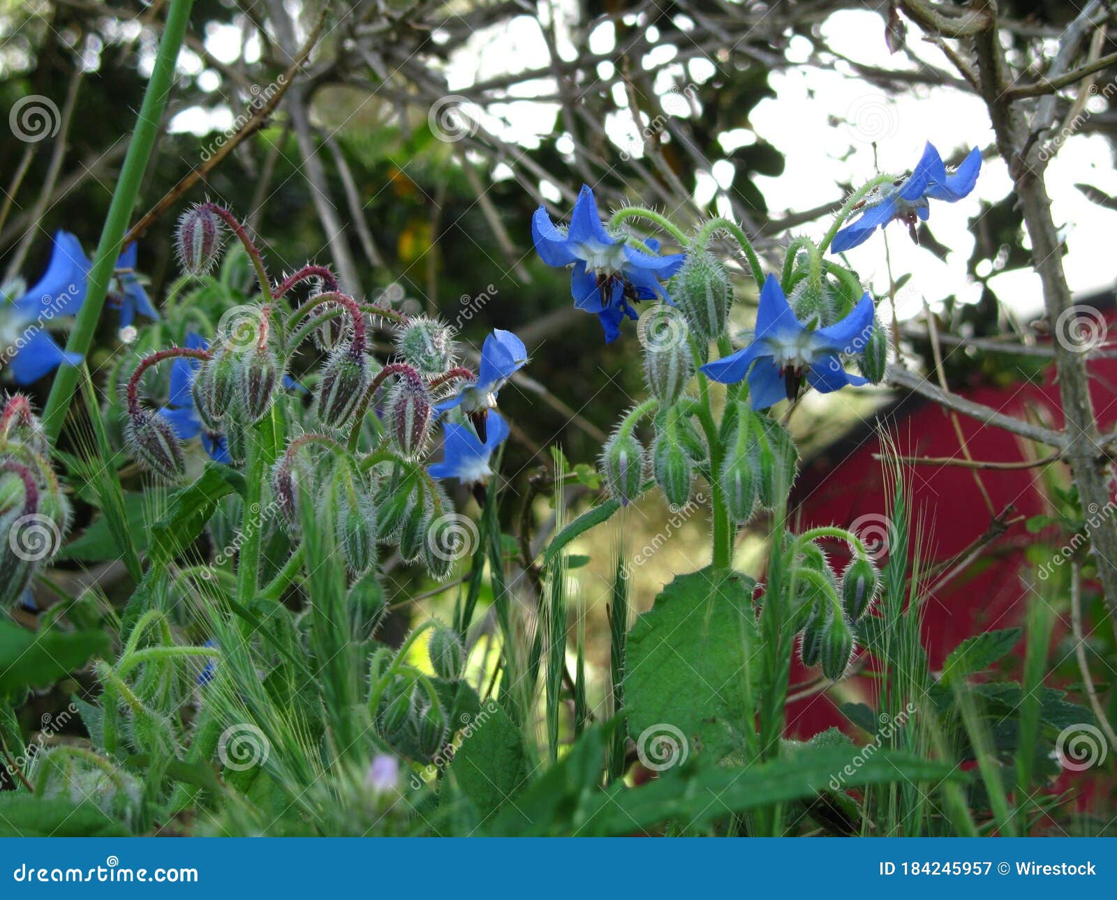 Common Borage Flower Plants Growing in the Field Stock Image - Image of ...