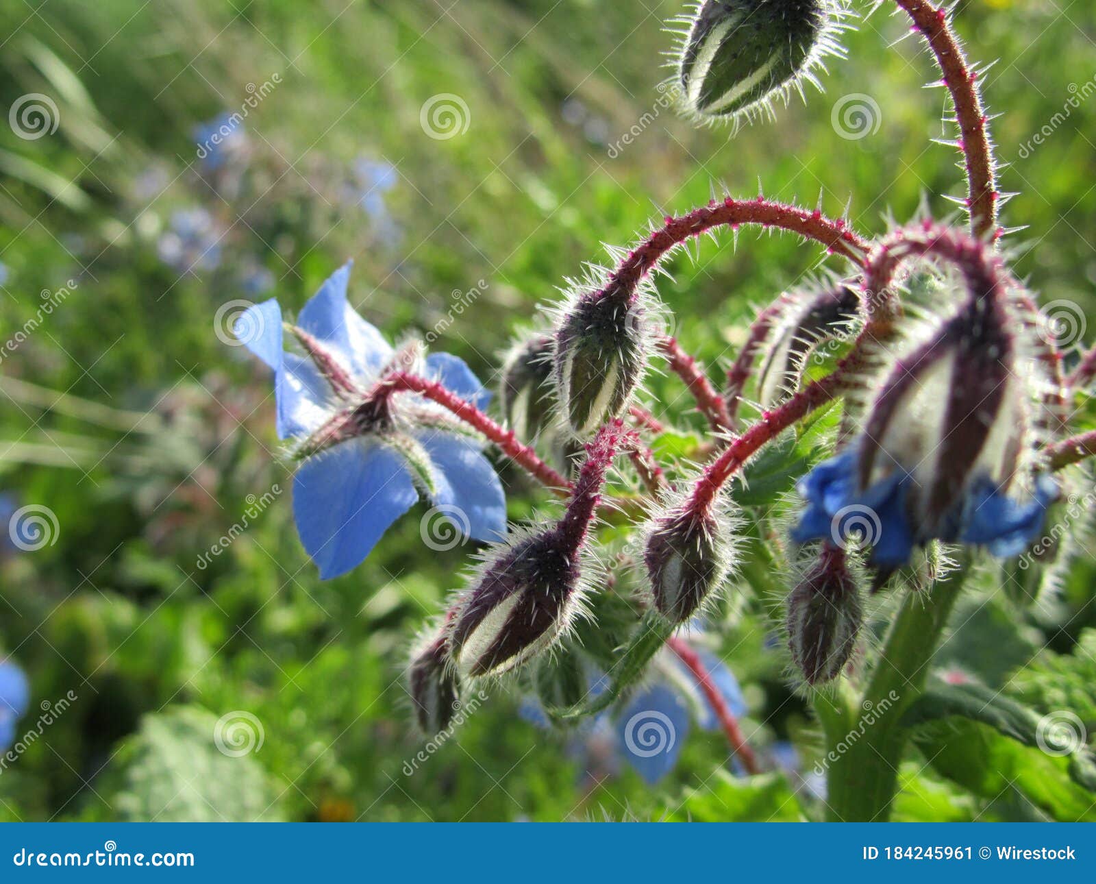 Common Borage Flower Plants Growing in the Field Stock Image - Image of ...