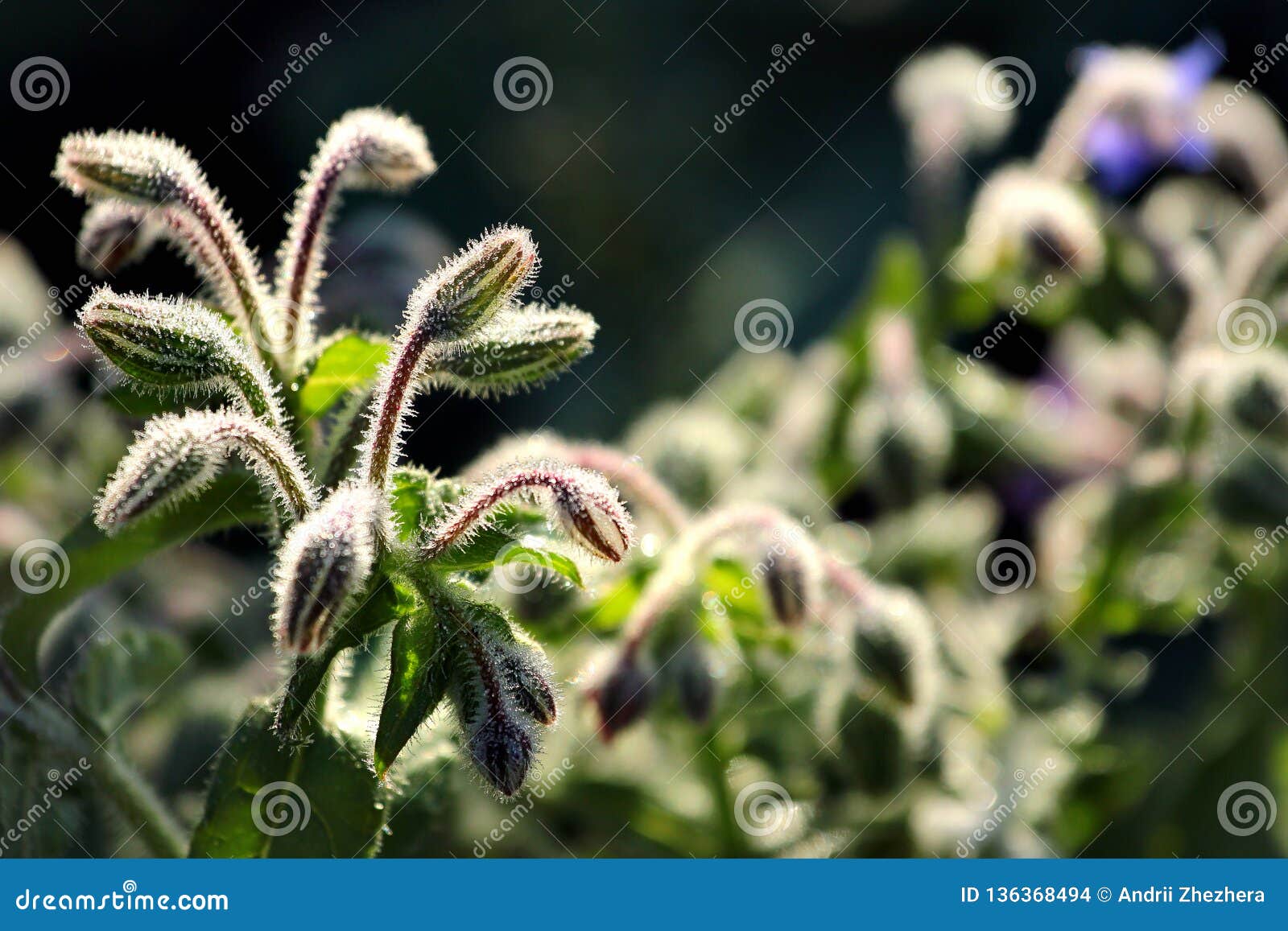 Common Borage Leaves and Flowers Stock Photo - Image of medical, leaves ...