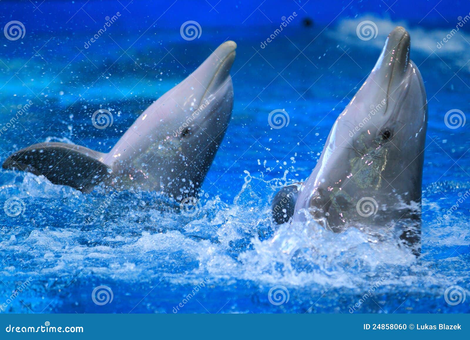 Common bottlenose dolphin stock photo. Image of truncatus - 24858060
