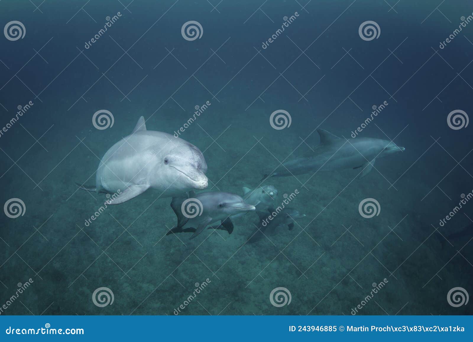 Common Bottlenose Dolphin, Atlantic Bottlenose Dolphin, Tursiops ... Common Bottlenose Dolphin, Atlantic Bottlenose Dolphin, Tursiops ...