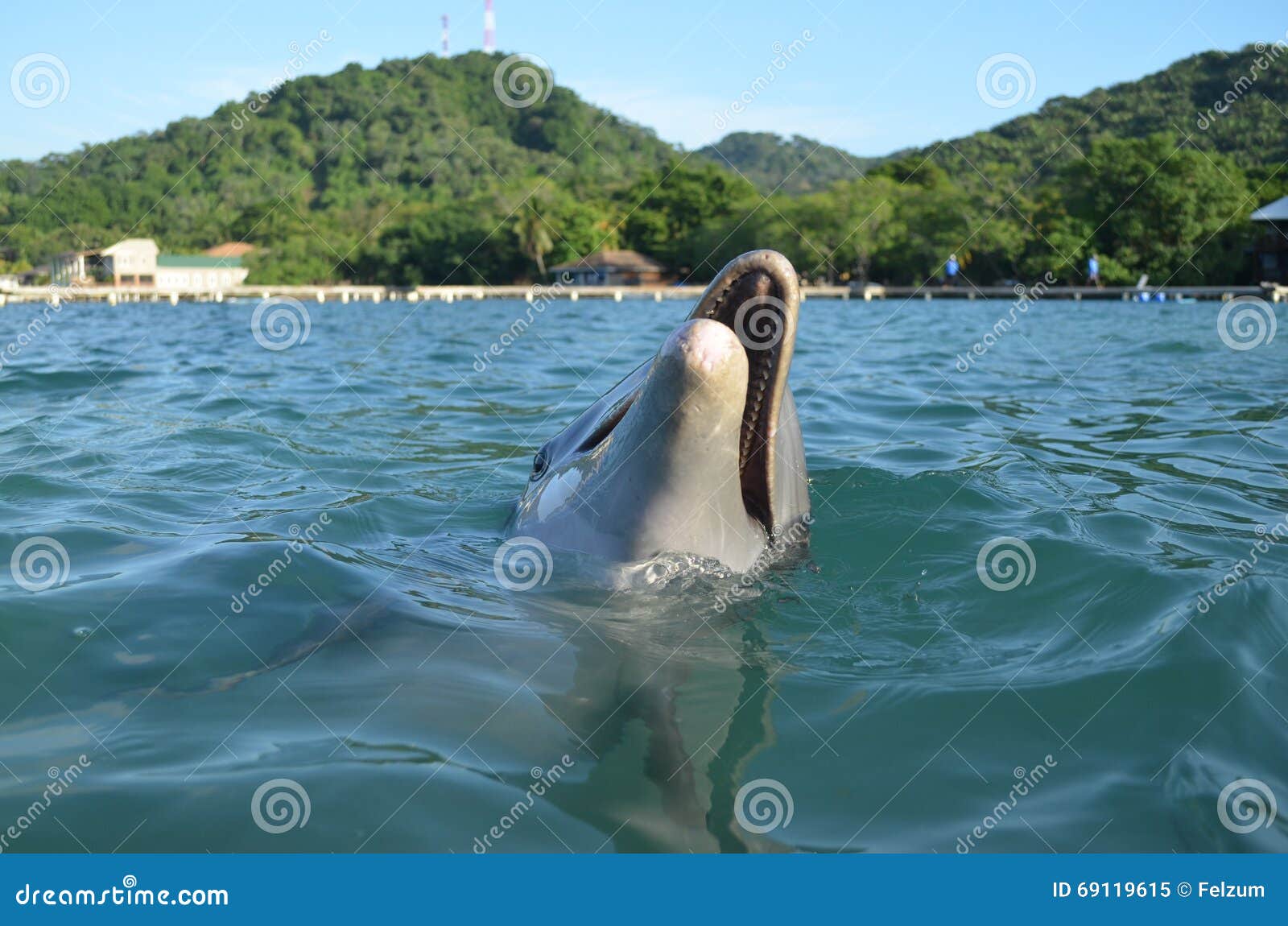 A Common Bottlenose Dolphin Swimming in the Ocea Stock Image - Image of ...