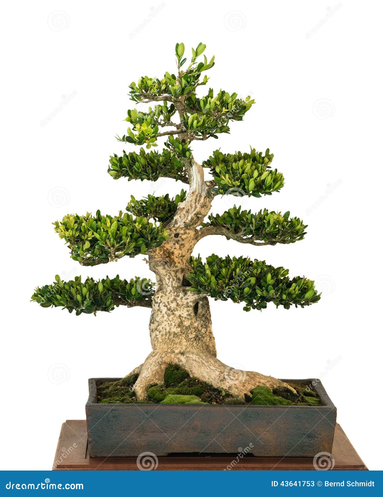 Common box as bonsai tree stock image. Image of isolated - 43641753