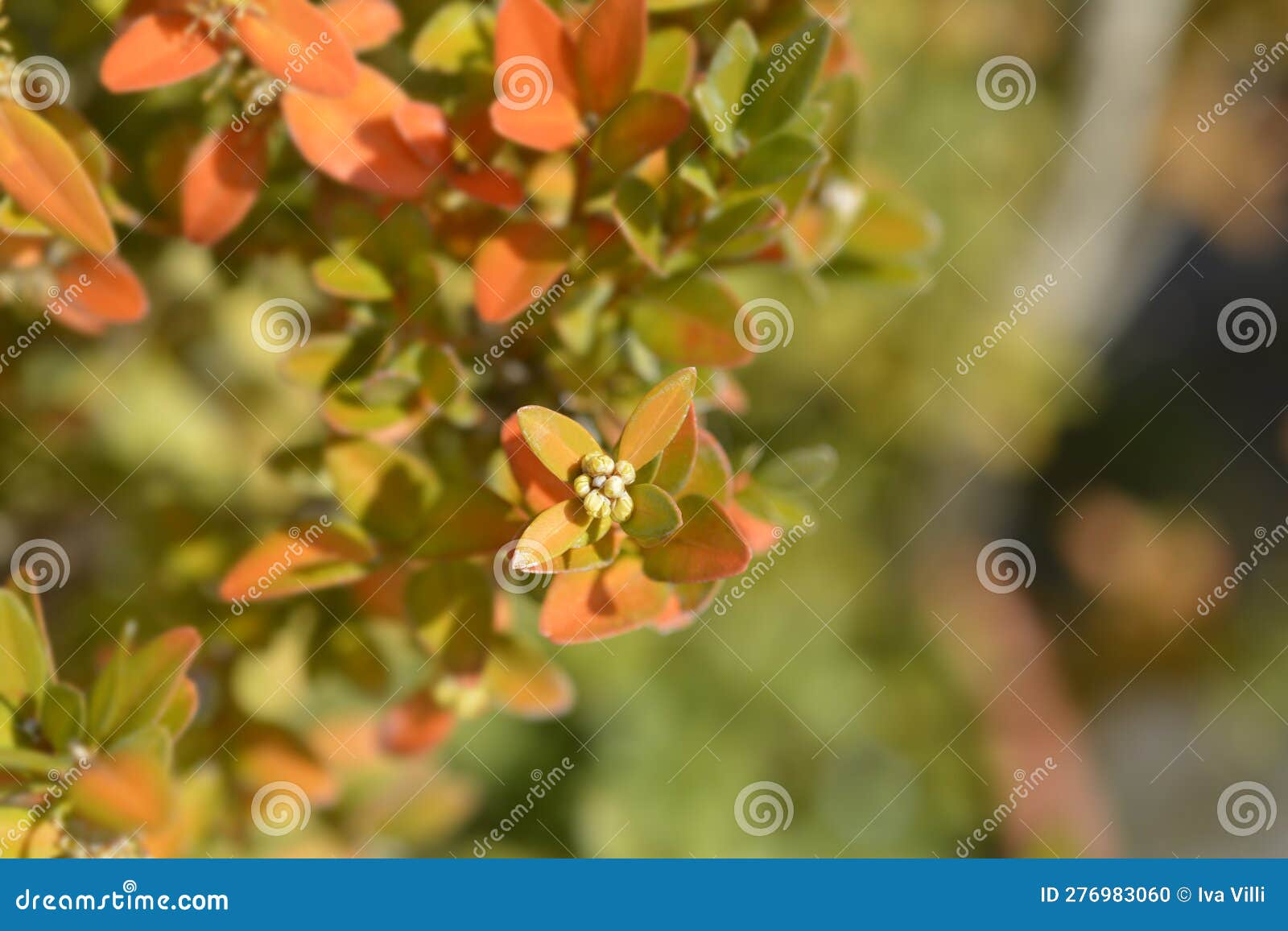 Common box stock photo. Image of boxwood, garden, flower - 276983060