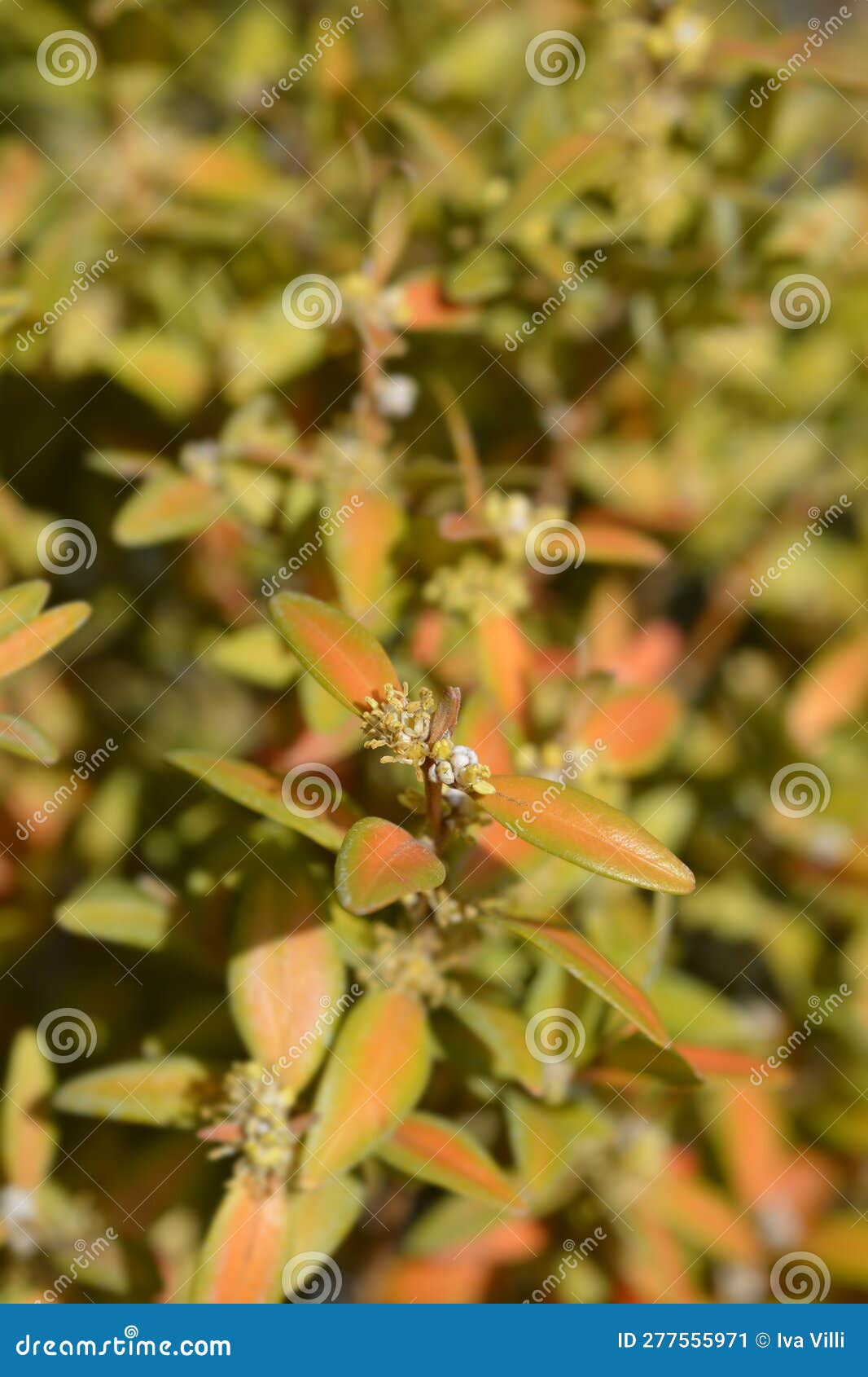Common box stock image. Image of common, orange, flower - 277555971