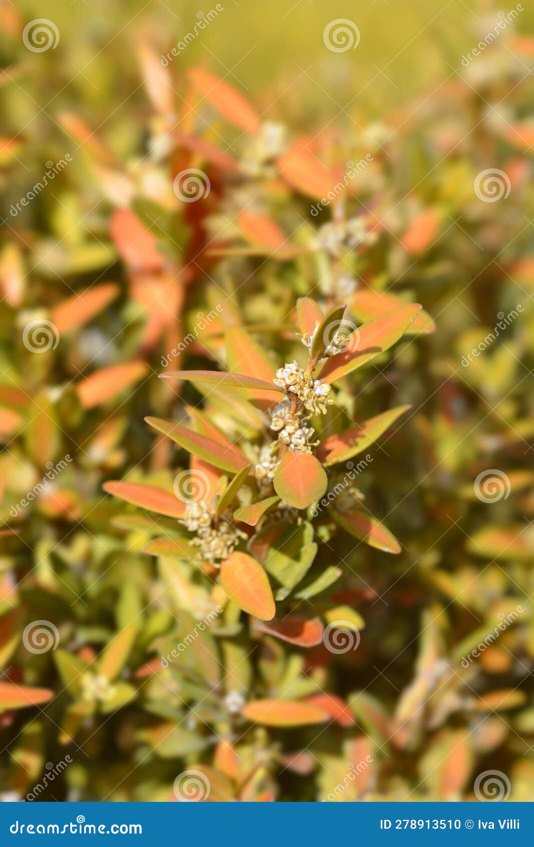 Common box stock photo. Image of evergreen, botany, flower - 278913510