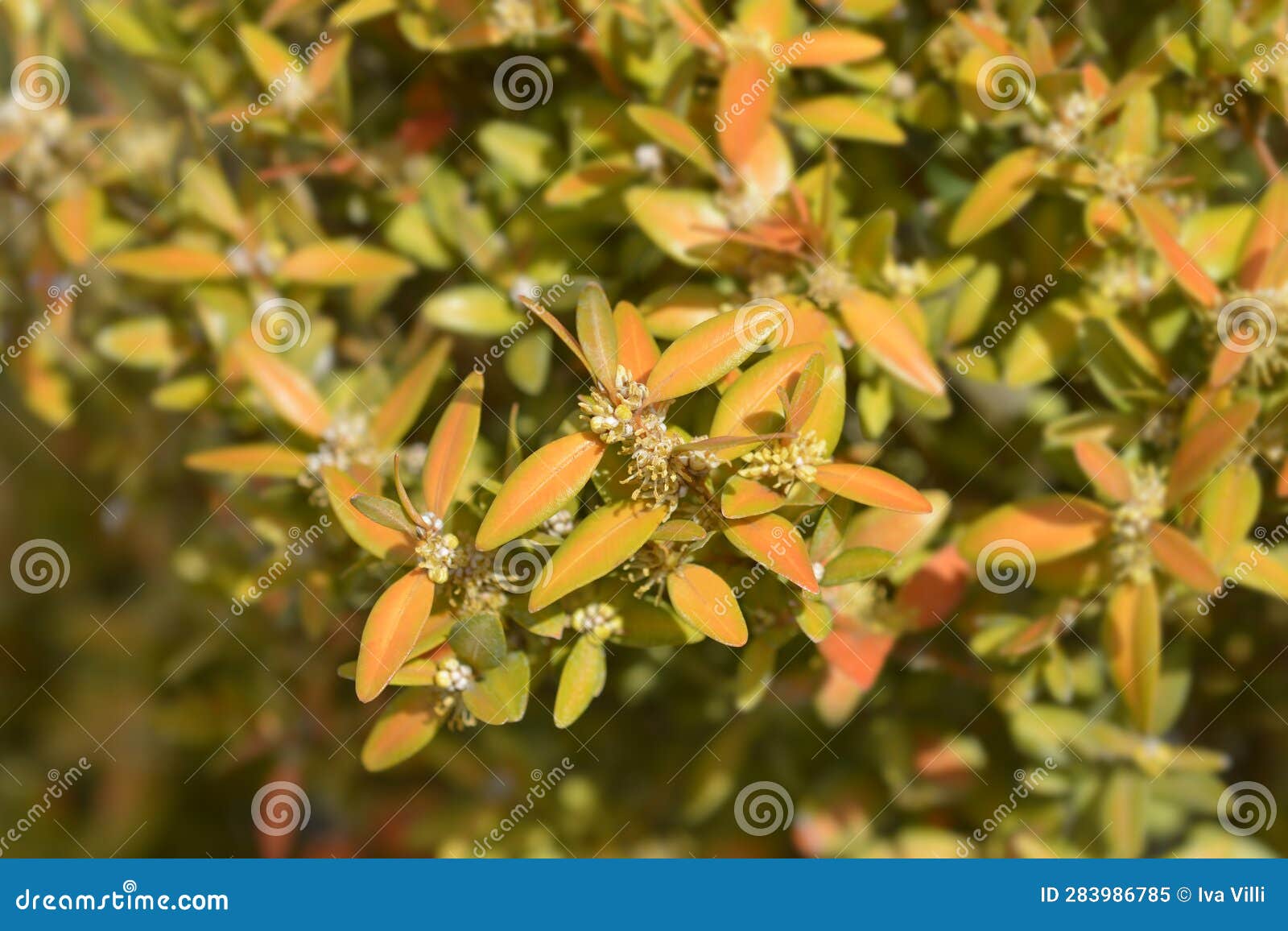 Common box stock image. Image of botany, close, green - 283986785