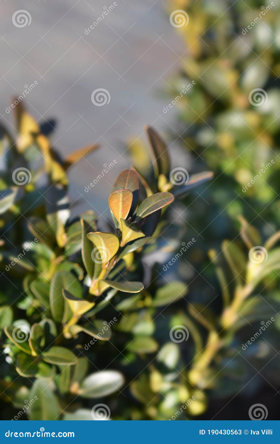 Common box stock image. Image of outdoors, buxus, nature - 190430563