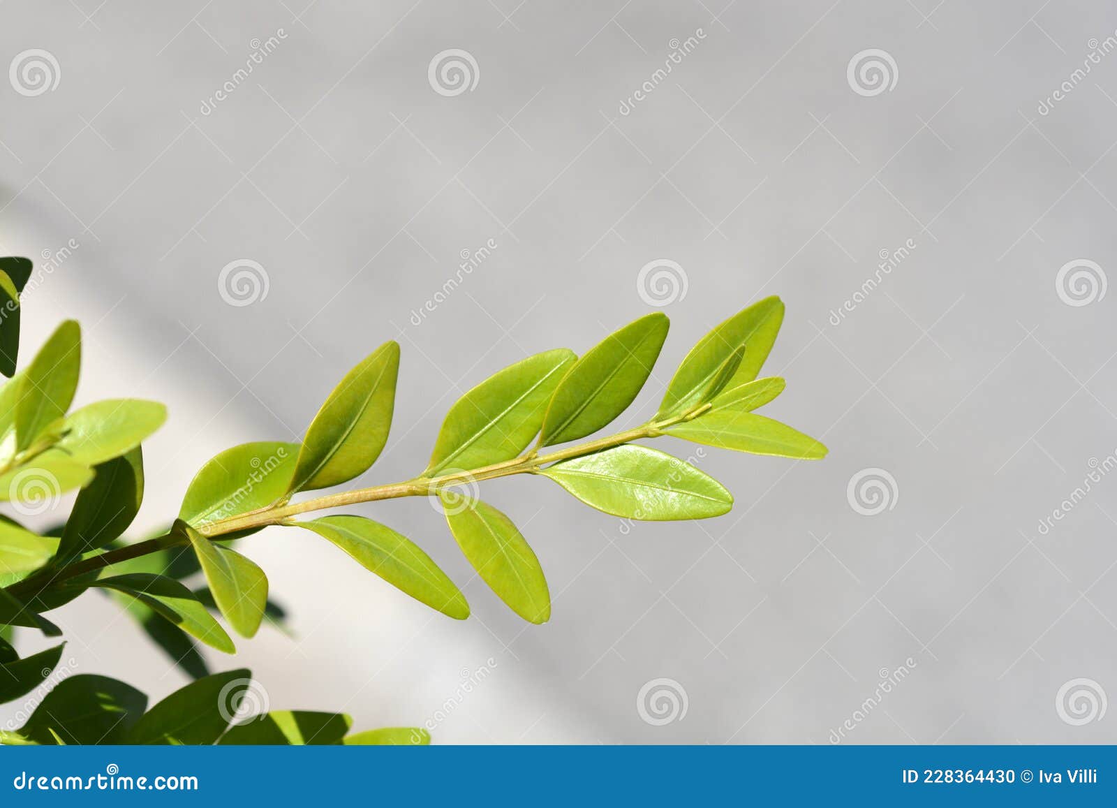Common box stock photo. Image of close, boxwood, evergreen - 228364430