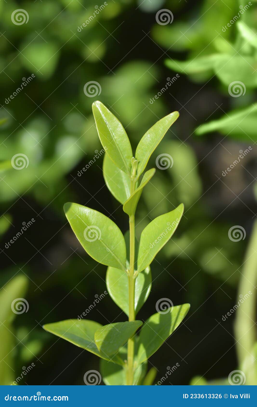 Common box stock photo. Image of common, nature, abassian - 233613326