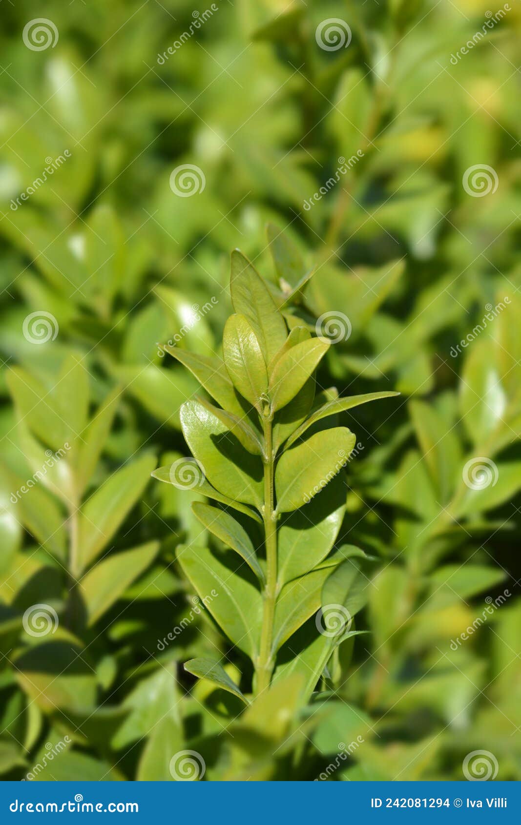 Common box stock photo. Image of spring, shrub, abassian - 242081294